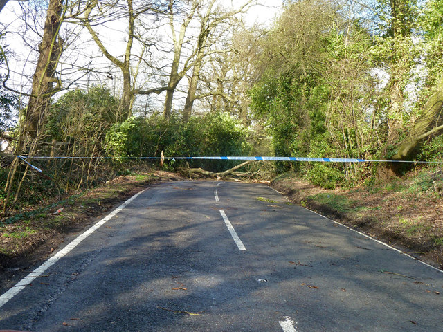 Fallen tree road block Speculative Upload #885